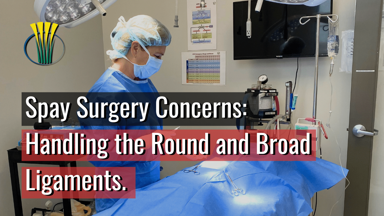 Spay Surgery Concerns: The Round and Broad Ligaments - Focus and Flourish