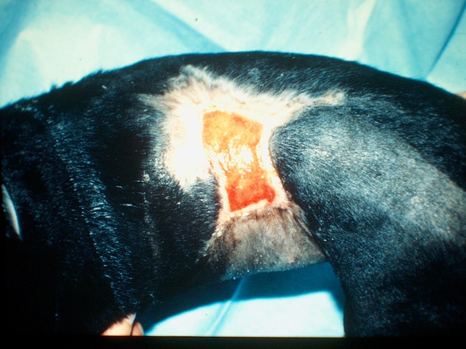 Wound Management - Focus and Flourish